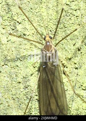 Large Crane Flies (Tipulidae) Insecta Stock Photo - Alamy