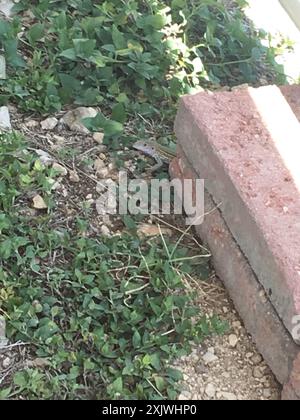 Common Spotted Whiptail (Aspidoscelis gularis) Reptilia Stock Photo - Alamy