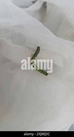 Kowhai moth (Uresiphita maorialis) Insecta Stock Photo - Alamy