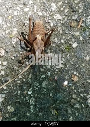 Eastern Shieldbacks (Atlanticus) Insecta Stock Photo - Alamy