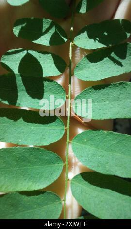 Napa False Indigo (Amorpha californica napensis) Plantae Stock Photo ...