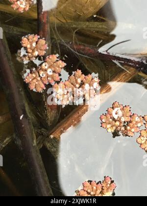 eastern mosquito fern (Azolla caroliniana) Plantae Stock Photo - Alamy
