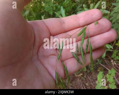 Field Brome (Bromus arvensis) Plantae Stock Photo - Alamy