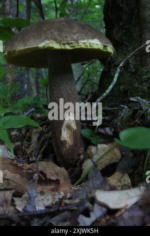 (Boletus variipes fagicola) Fungi Stock Photo - Alamy