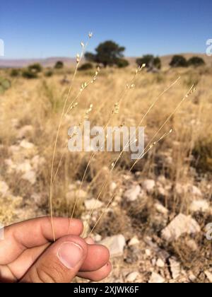 hall panicum (Panicum hallii) Plantae Stock Photo - Alamy