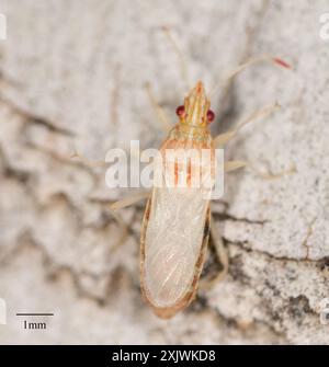 Sycamore Seed Bug (Belonochilus numenius) Insecta Stock Photo - Alamy