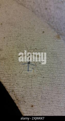 Band-winged Crane Fly (Epiphragma fasciapenne) Insecta Stock Photo - Alamy