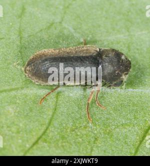Death-watch Beetles (Ptilinus) Insecta Stock Photo - Alamy
