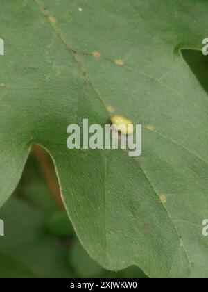 solitary maple leaf gall mite (Aceria macrochela) Arachnida Stock Photo ...