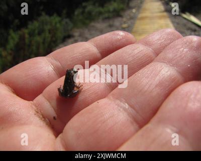 Spring Peeper (Pseudacris crucifer) Amphibia Stock Photo - Alamy