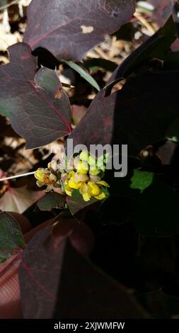 creeping mahonia (Berberis repens) Plantae Stock Photo - Alamy