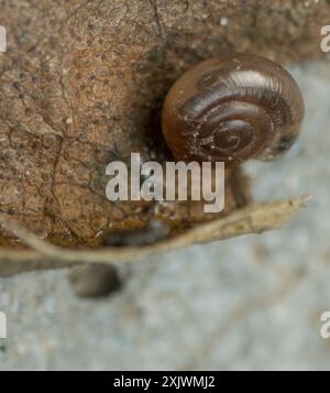 Typical Glass Snails (Oxychilus) Mollusca Stock Photo - Alamy