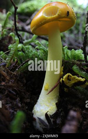 Yellow Patches (Amanita flavoconia) Fungi Stock Photo - Alamy