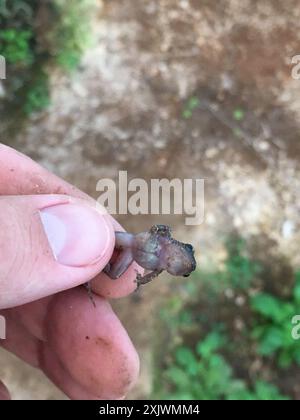 Rio Grande Chirping Frog (Eleutherodactylus campi) Amphibia Stock Photo ...