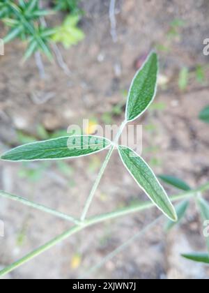 arabian pea (Bituminaria bituminosa) Plantae Stock Photo - Alamy