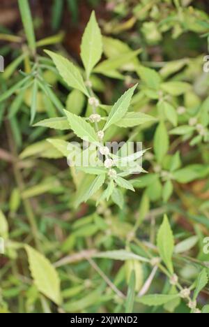 northern bugleweed (Lycopus uniflorus) Plantae Stock Photo - Alamy