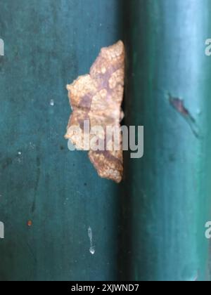 Oak Besma Moth (Besma quercivoraria) Insecta Stock Photo - Alamy