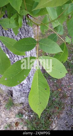 pignut hickory (Carya glabra) Plantae Stock Photo - Alamy