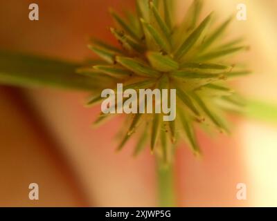 Shortleaf Spikesedge (Cyperus brevifolius) Plantae Stock Photo - Alamy