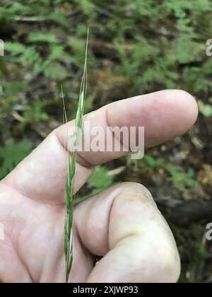 Long-awned Wood Grass (Brachyelytrum erectum) Plantae Stock Photo - Alamy
