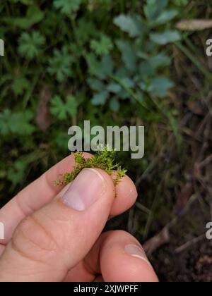 Long-leaved Thread Moss (Ptychostomum pseudotriquetrum) Plantae Stock ...