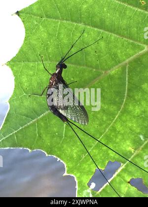 Burrowing Mayflies (Ephemeridae) Insecta Stock Photo - Alamy