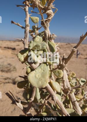 salt tree (Nitraria retusa) Plantae Stock Photo - Alamy