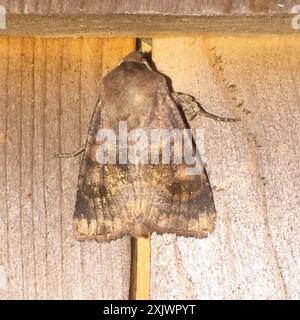 Bronzed Cutworm Moth (Nephelodes minians) Insecta Stock Photo - Alamy