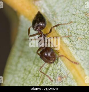 Acrobat Ants and Cocktail Ants (Crematogaster) Insecta Stock Photo - Alamy