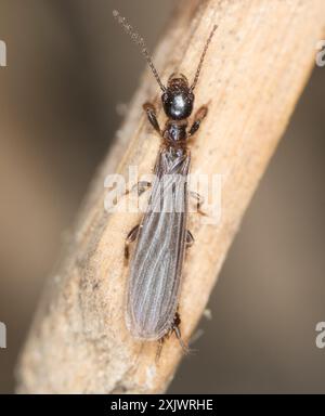 Webspinners (Embioptera) Insecta Stock Photo - Alamy