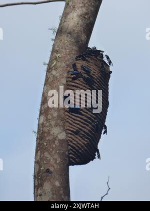 Warrior Wasps (Synoeca) Insecta Stock Photo - Alamy