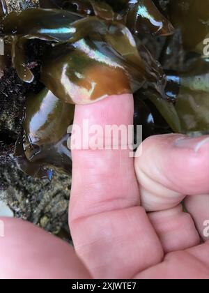 splendid iridescent seaweed (Mazzaella splendens) Plantae Stock Photo ...