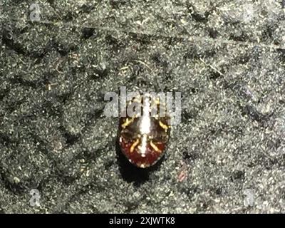 Moss Beetles (Byrrhidae) Insecta Stock Photo - Alamy