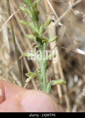Flat Spurred Piperia (Platanthera transversa) Plantae Stock Photo - Alamy