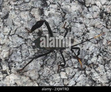 Giant Agave Bug (Acanthocephala thomasi) Insecta Stock Photo - Alamy