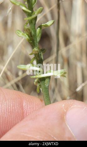 Flat Spurred Piperia (Platanthera transversa) Plantae Stock Photo - Alamy