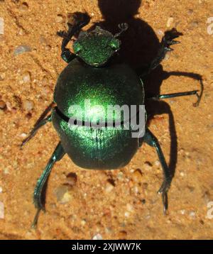 (Garreta wahlbergi) Insecta Stock Photo - Alamy