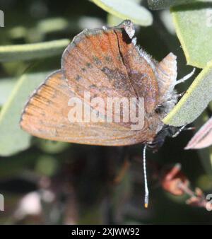 Brown Elfin (Callophrys augustinus) Insecta Stock Photo - Alamy