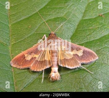 Pickleworm Moth (Diaphania nitidalis) Insecta Stock Photo - Alamy