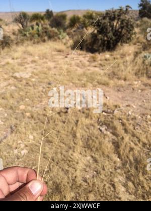 Sand Dropseed (Sporobolus cryptandrus) Plantae Stock Photo - Alamy
