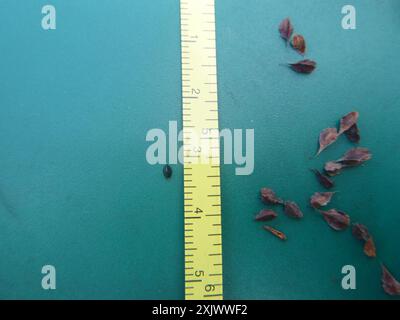 Climbing Buckwheat (Fallopia cristata) Plantae Stock Photo - Alamy