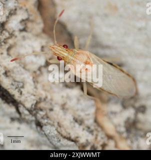 Sycamore Seed Bug (Belonochilus numenius) Insecta Stock Photo - Alamy