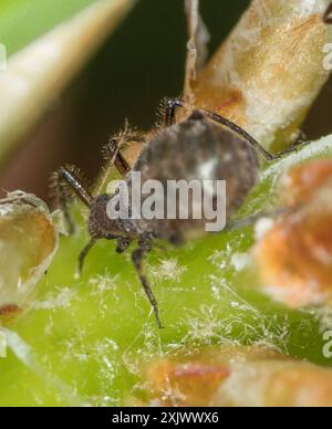 Giant Conifer Aphids (Cinara) Insecta Stock Photo - Alamy