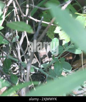 Arizona Alligator Lizard (Elgaria kingii) Reptilia Stock Photo - Alamy