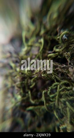 joint-toothed mosses (Bryopsida) Plantae Stock Photo - Alamy