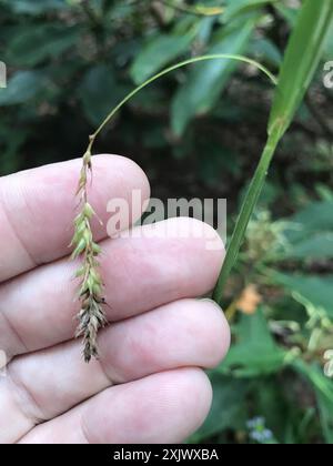 nodding sedge (Carex gynandra) Plantae Stock Photo - Alamy