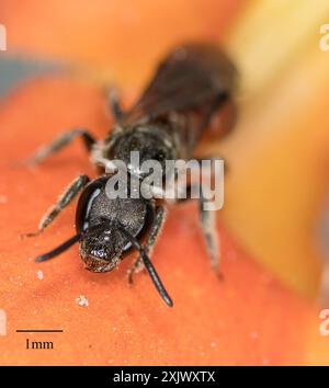 Oval-headed Sweat Bee (Lasioglossum ovaliceps) Insecta Stock Photo - Alamy
