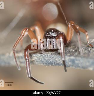 Bull-headed sac spider (Trachelas pacificus) Arachnida Stock Photo - Alamy
