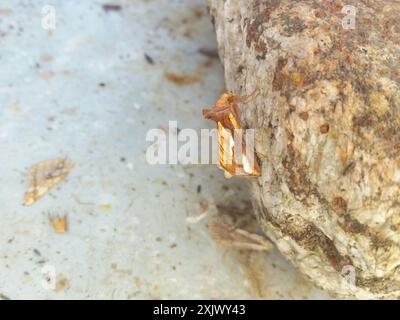 Connected Looper Moth (Plusia contexta) Insecta Stock Photo - Alamy