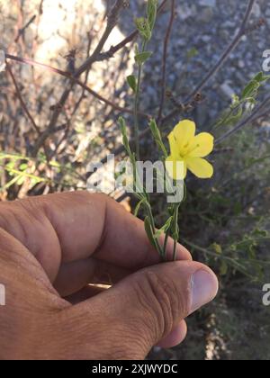 rough menodora (Menodora scabra) Plantae Stock Photo - Alamy